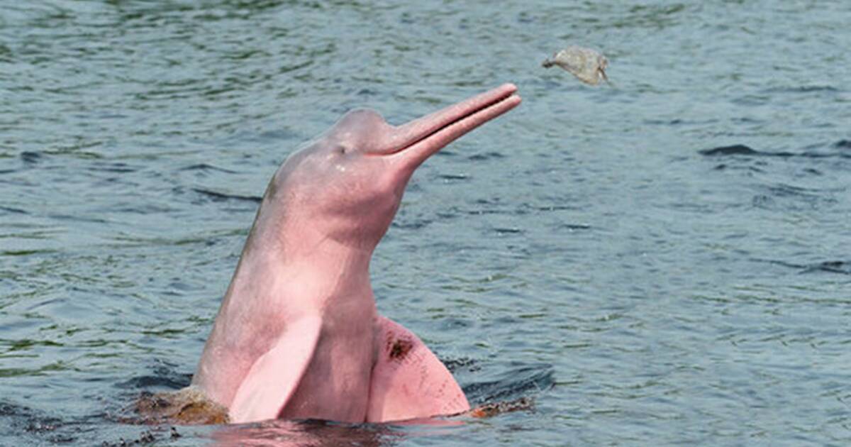 Где живут розовые дельфины