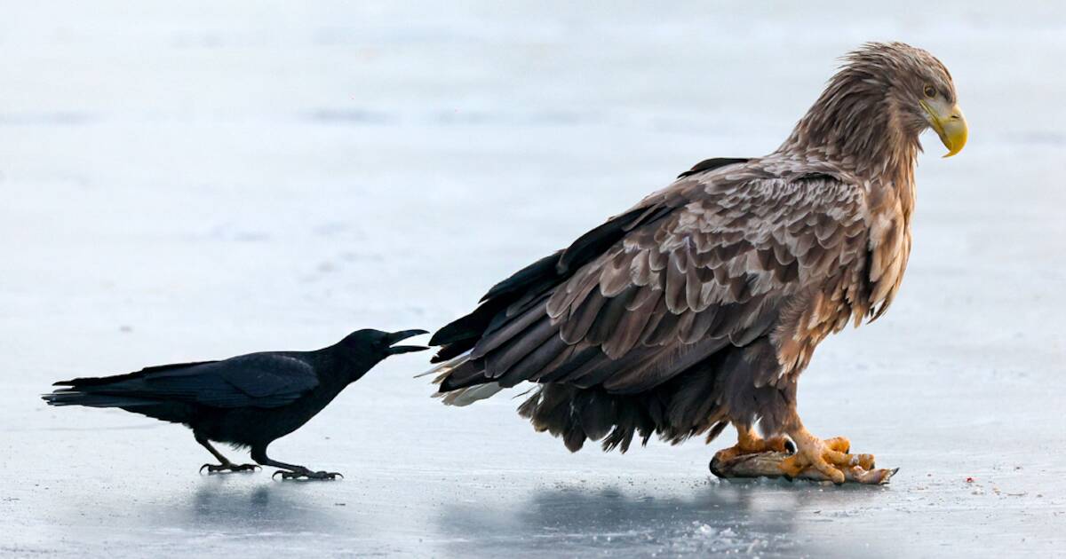 Фото дня: поберегись!